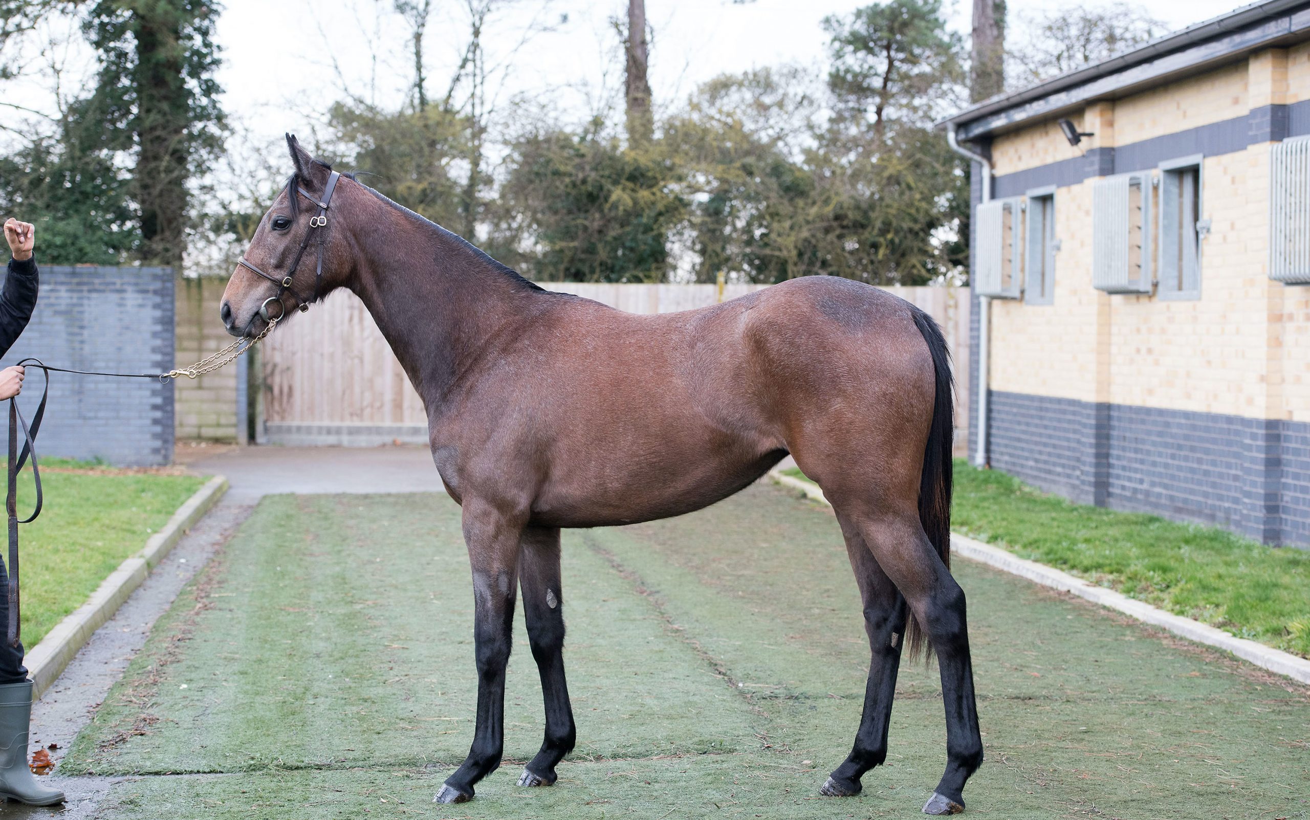 Newest acquisition... 2yo filly by Sixties Icon x Rose Cheval ...