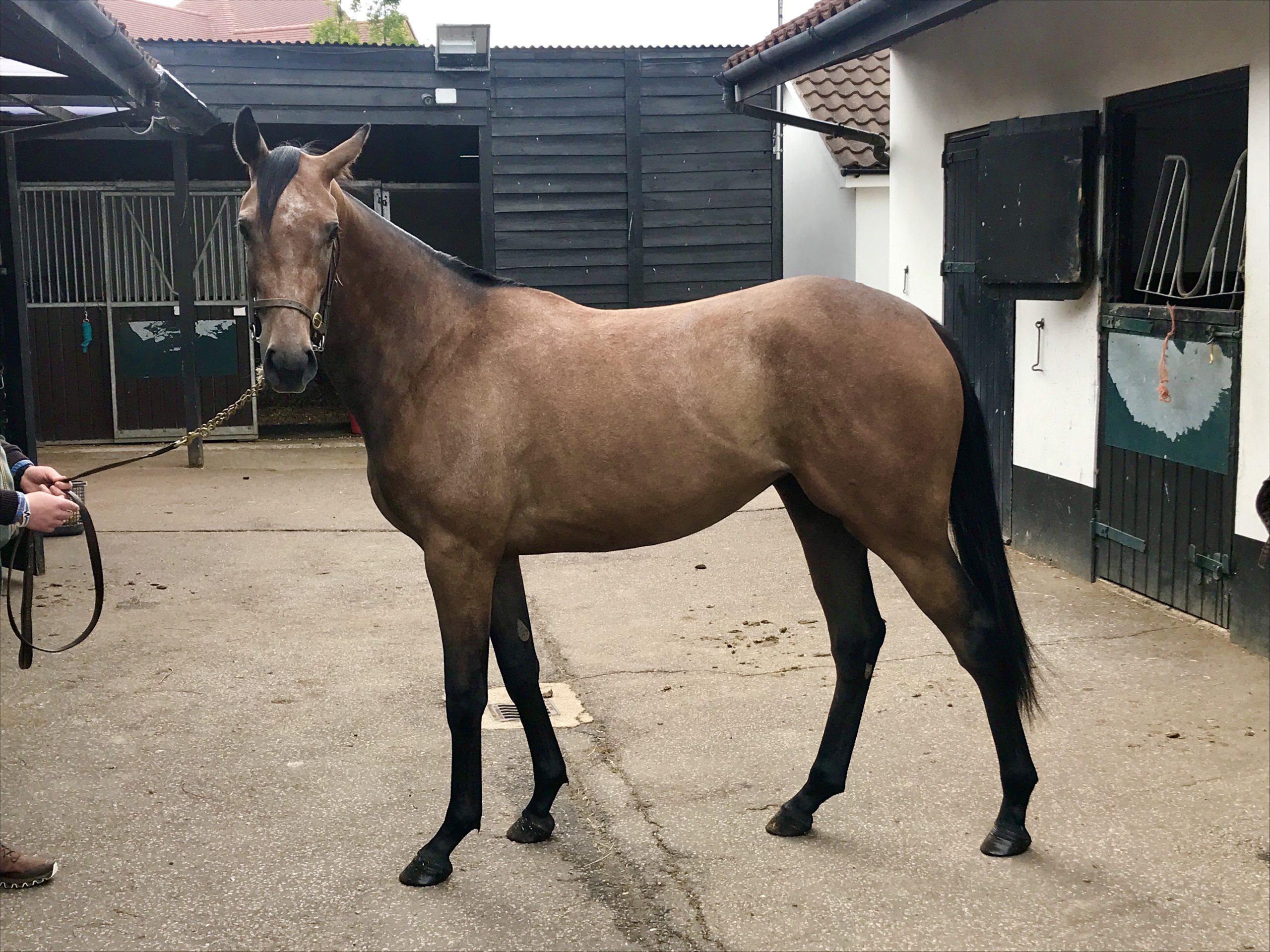 Sixties Icon Filly - 8 June - Newmarket Racing Club