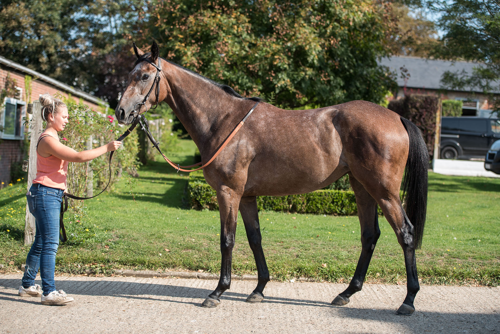 Sixties Icon Filly - shares now available - Newmarket Racing Club