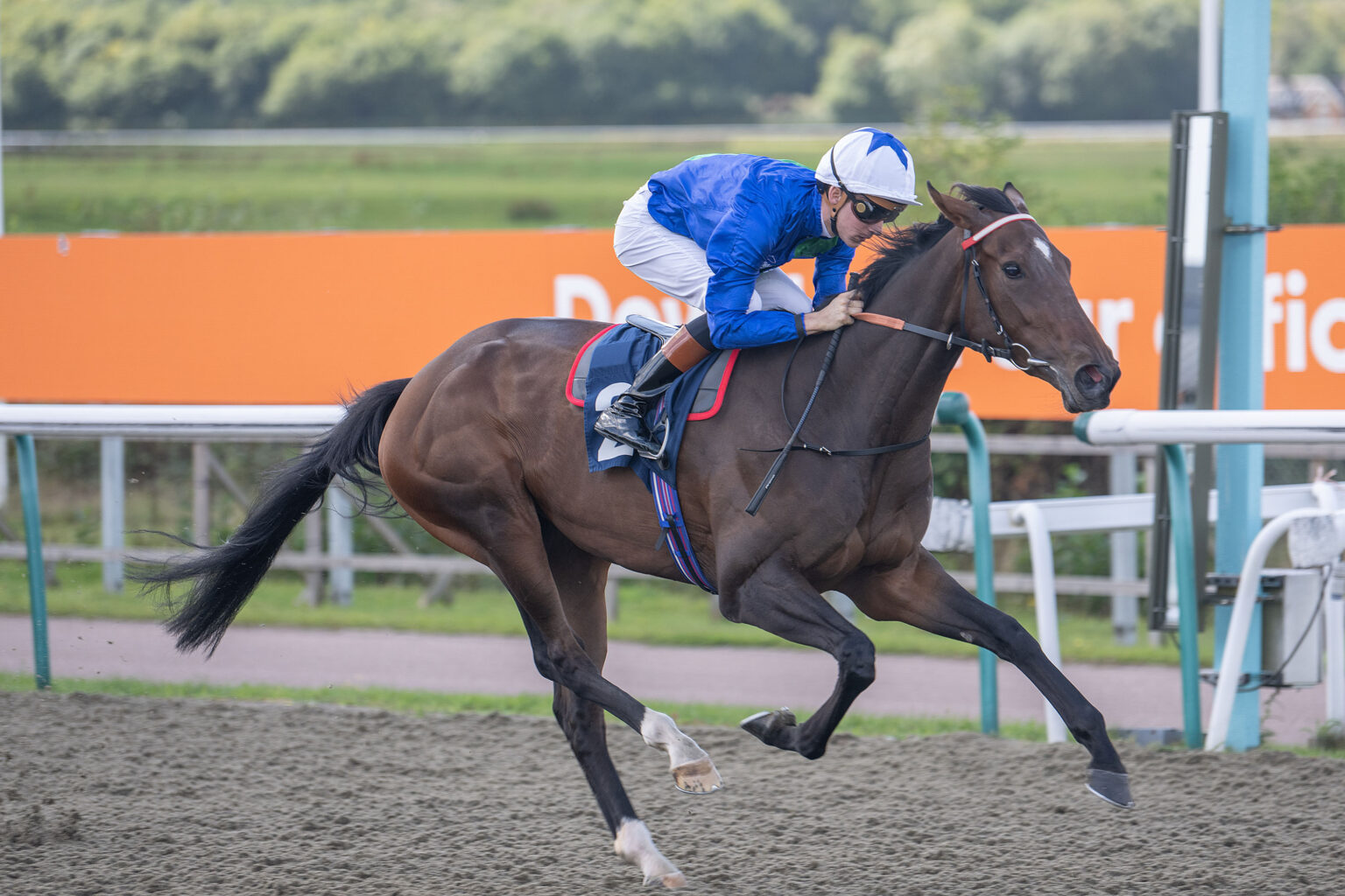 Newmarket Racing Club Horses - Newmarket Racing Club